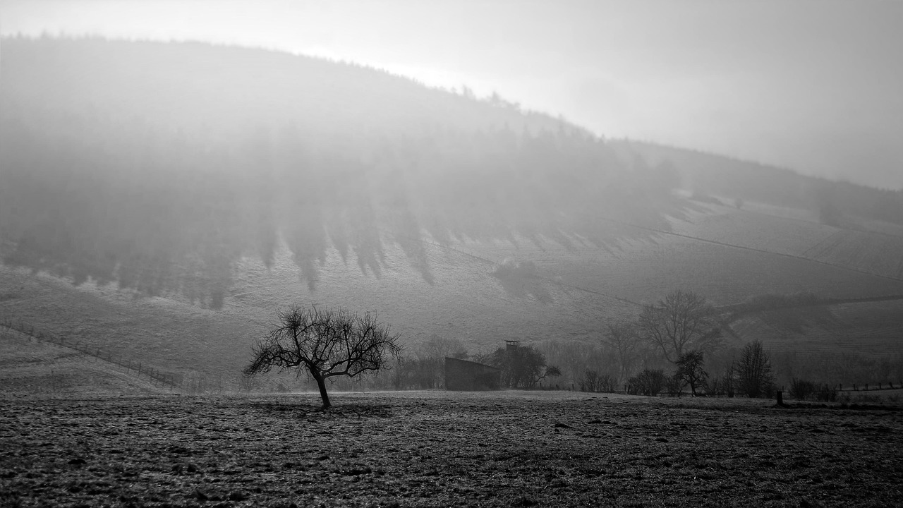 Tree Fog Field Free Photo On Pixabay Pixabay