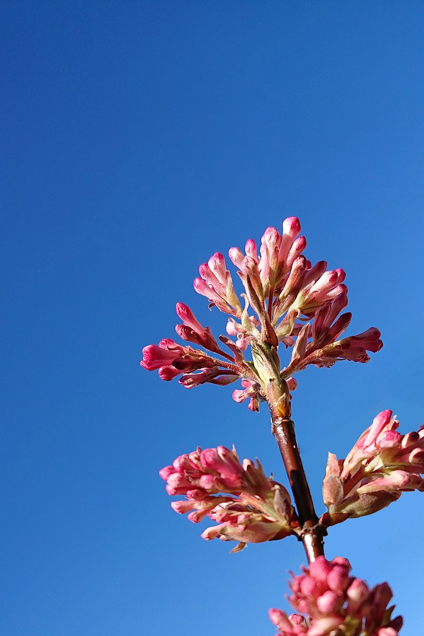 Bourgeon Fleur Le Printemps La - Photo gratuite sur Pixabay - Pixabay