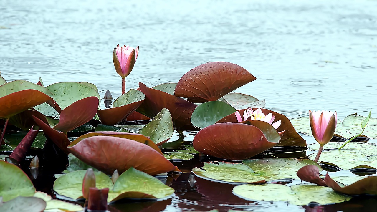 Wetland Water Lily Bloom Aquatic - Free photo on Pixabay