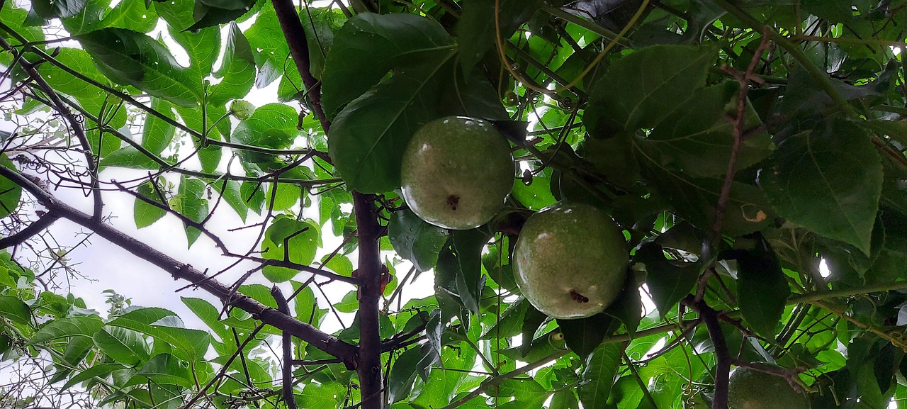 Passion Fruits Food - Free photo on Pixabay - Pixabay