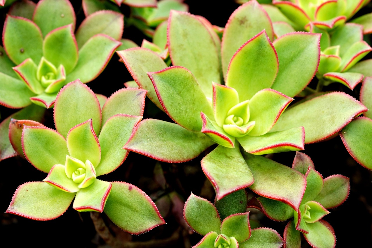 Plant Haworth'S Aeonium Succulent - Free photo on Pixabay
