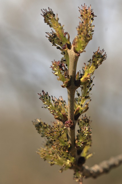 European Ash Sprouts Plant - Free photo on Pixabay - Pixabay
