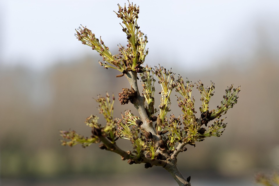 European Ash Sprouts Plant - Free photo on Pixabay - Pixabay