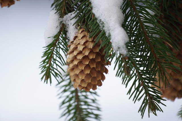 Conifer Cone Snow - Free photo on Pixabay - Pixabay