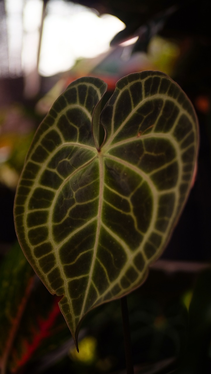 Velvet Cardboard Anthurium Leaf - Free photo on Pixabay