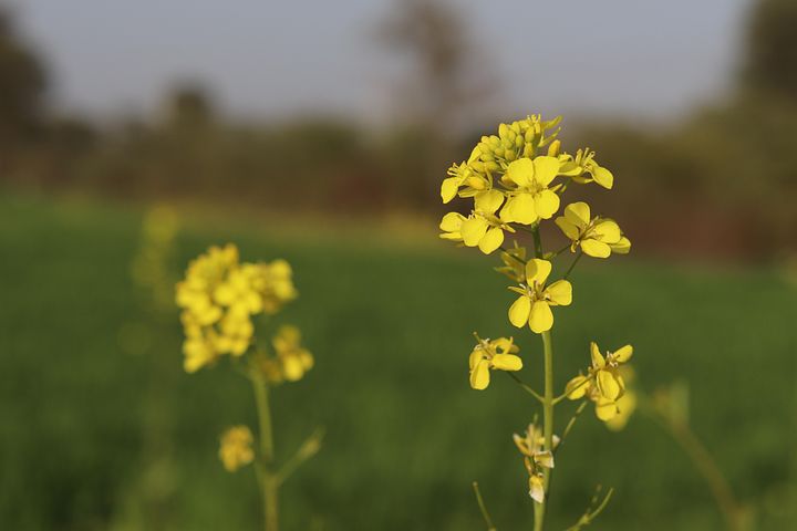 90+ Free Flowering Canola & Canola Images - Pixabay