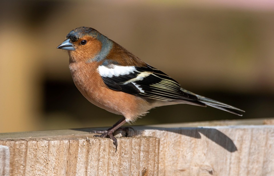Chaffinch Bird Animal - Free photo on Pixabay