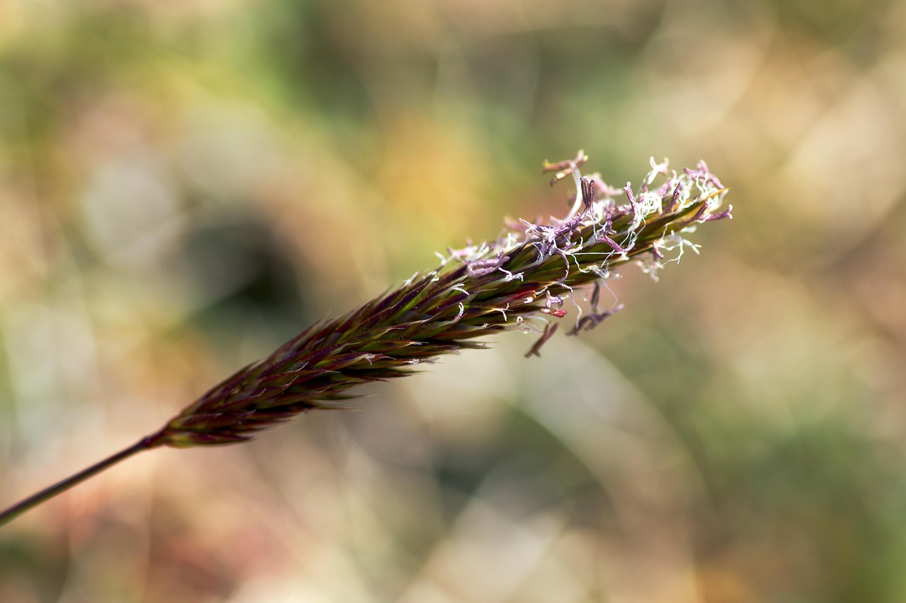 Sweet Vernal Grass Flowers Plant - Free photo on Pixabay - Pixabay