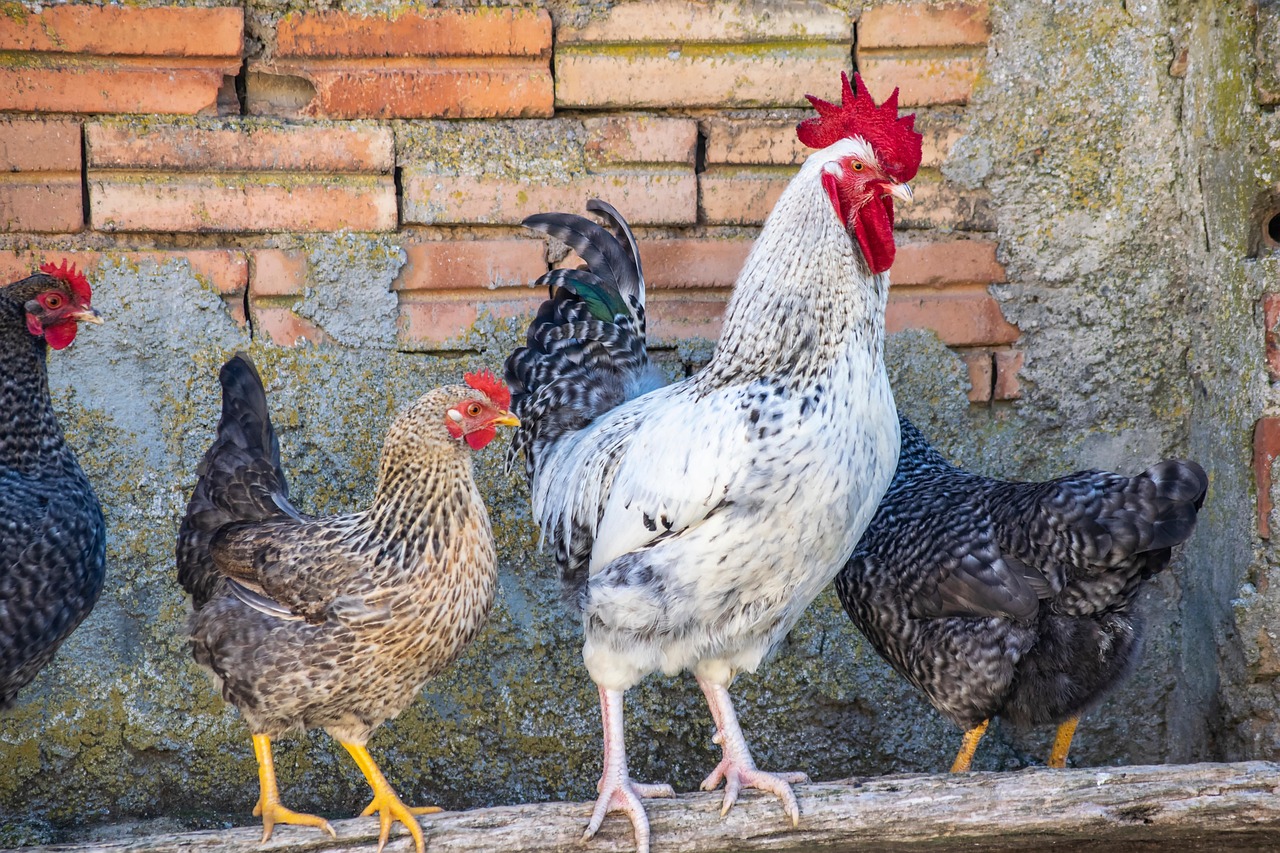 Rooster Chicken Male - Free photo on Pixabay