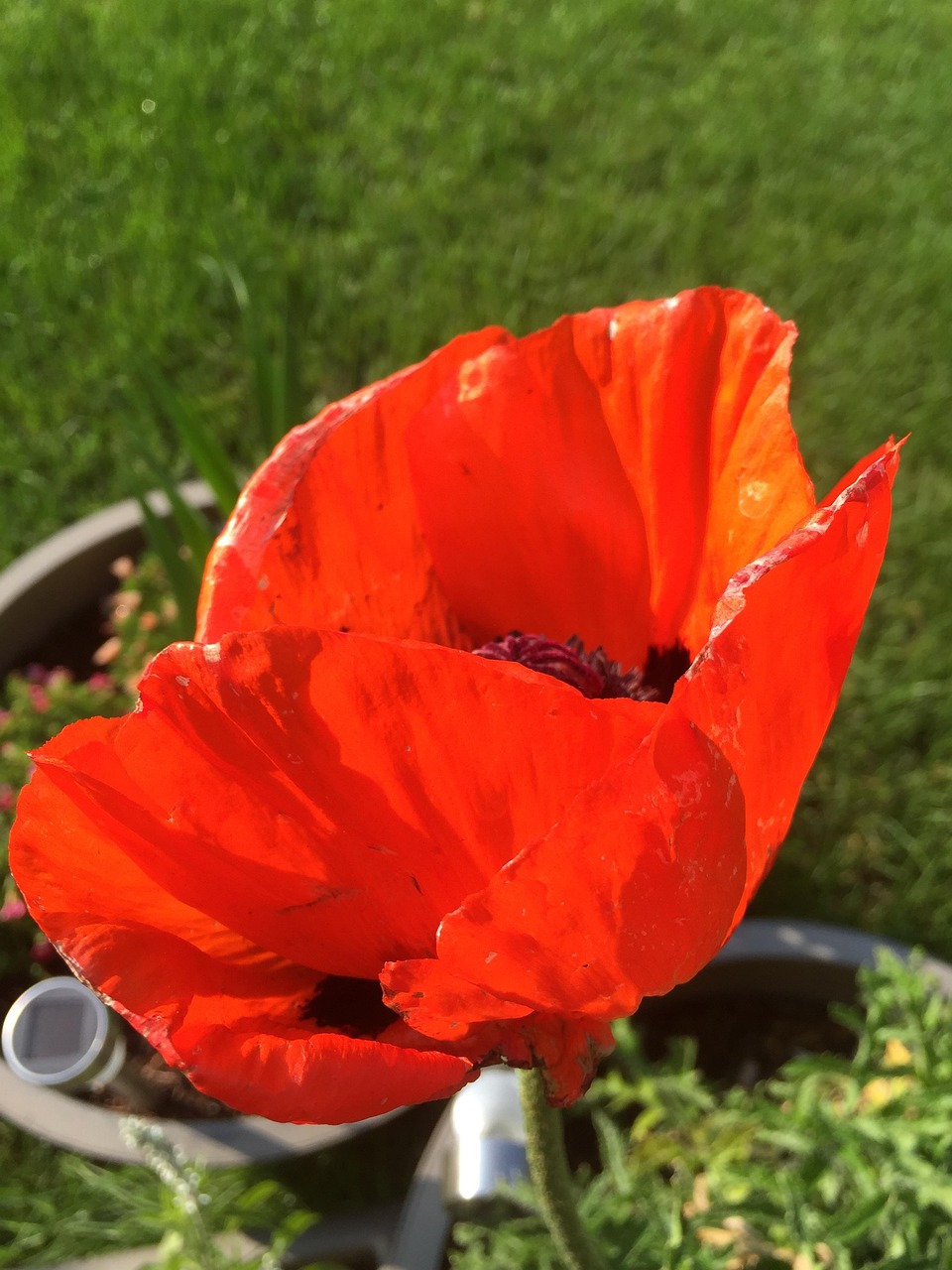 Mohn Blume Pflanze - Kostenloses Foto auf Pixabay