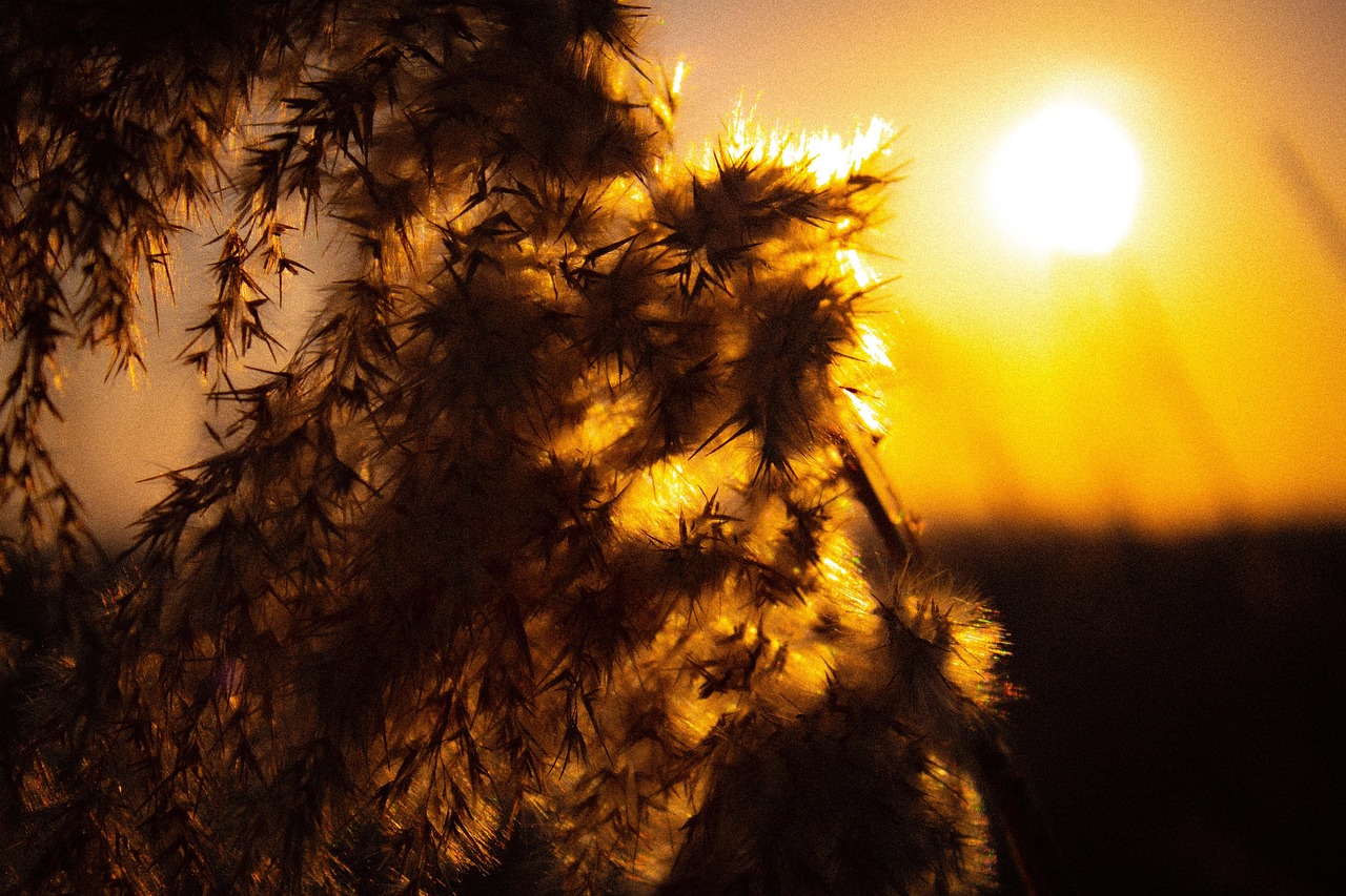 Plant Sunset Nature - Free photo on Pixabay - Pixabay