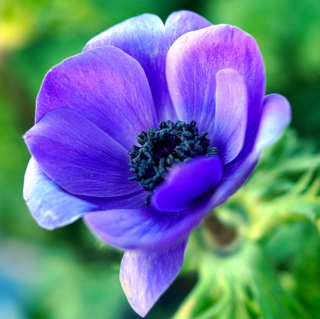 Flor Anêmona Botânica - Foto gratuita no Pixabay - Pixabay