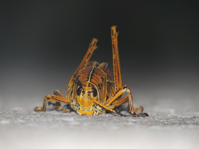 Saltamontes Insecto Animal Fauna - Foto gratis en Pixabay - Pixabay