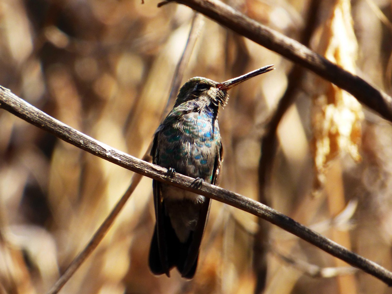 Hummingbird Bird Perched - Free photo on Pixabay - Pixabay
