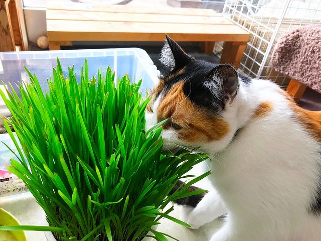 Patiska Kedi Calico - Pixabay'de ücretsiz fotoğraf - Pixabay
