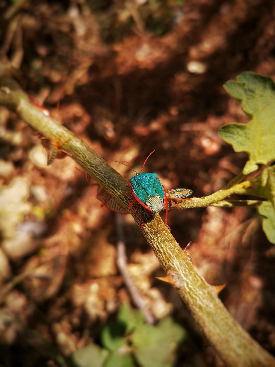 Serangga Bug Benar Ilmu - Foto gratis di Pixabay - Pixabay