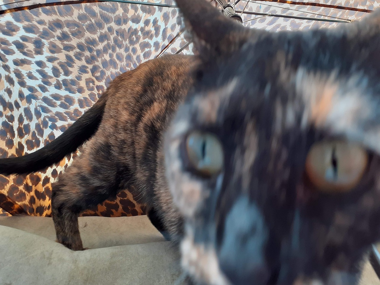 Cat Mascot Eyes - Free photo on Pixabay - Pixabay