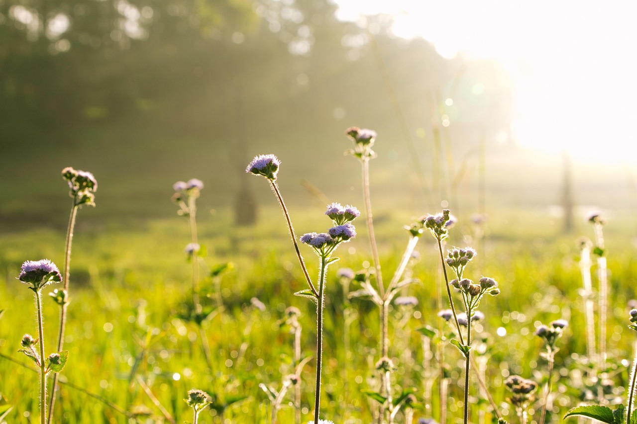 Prairie Fleurs Sauvages Lever Du - Photo gratuite sur Pixabay - Pixabay