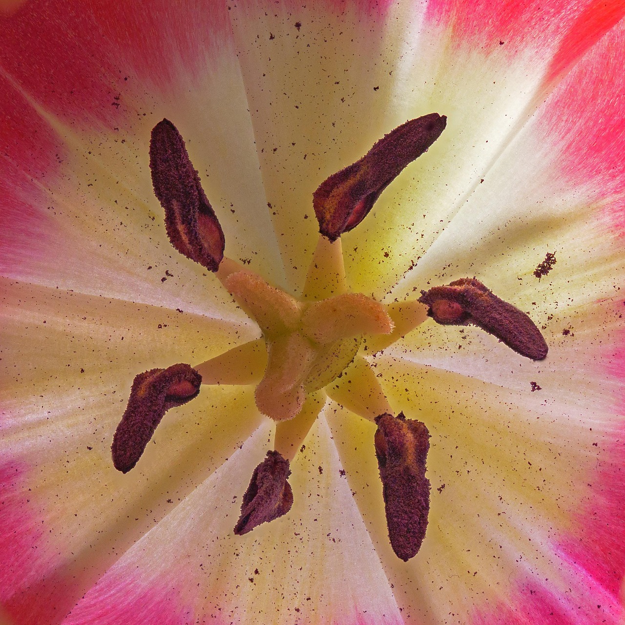 Pollen Étamines Fleur - Photo gratuite sur Pixabay - Pixabay
