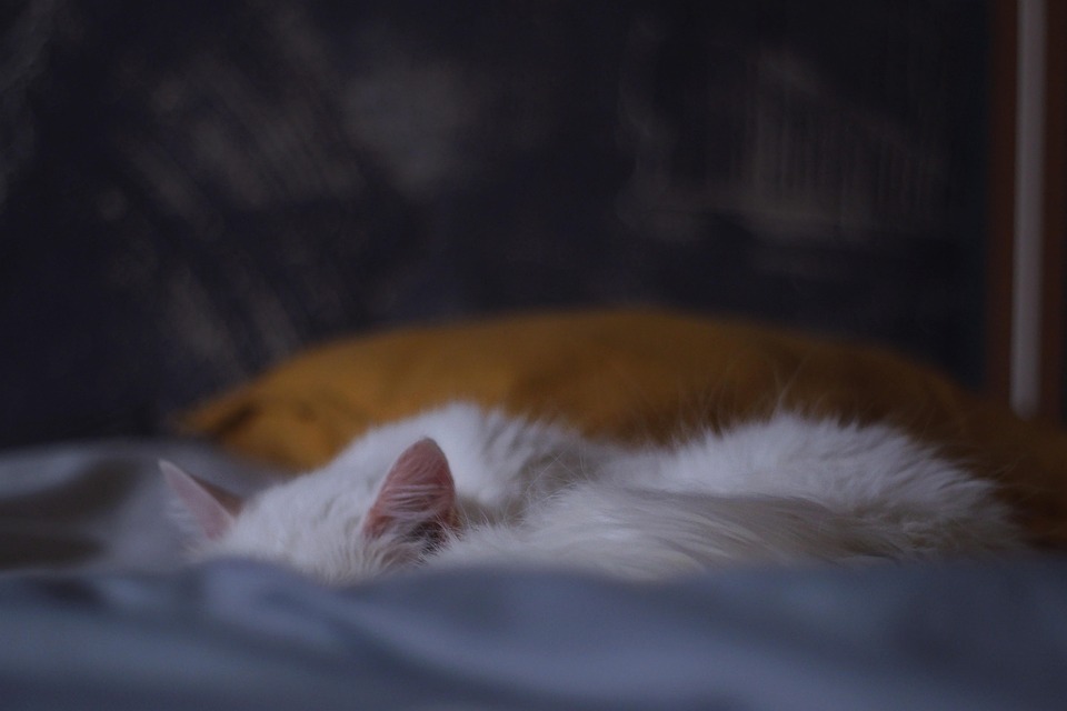 Animal Cat Sleep - Free photo on Pixabay - Pixabay