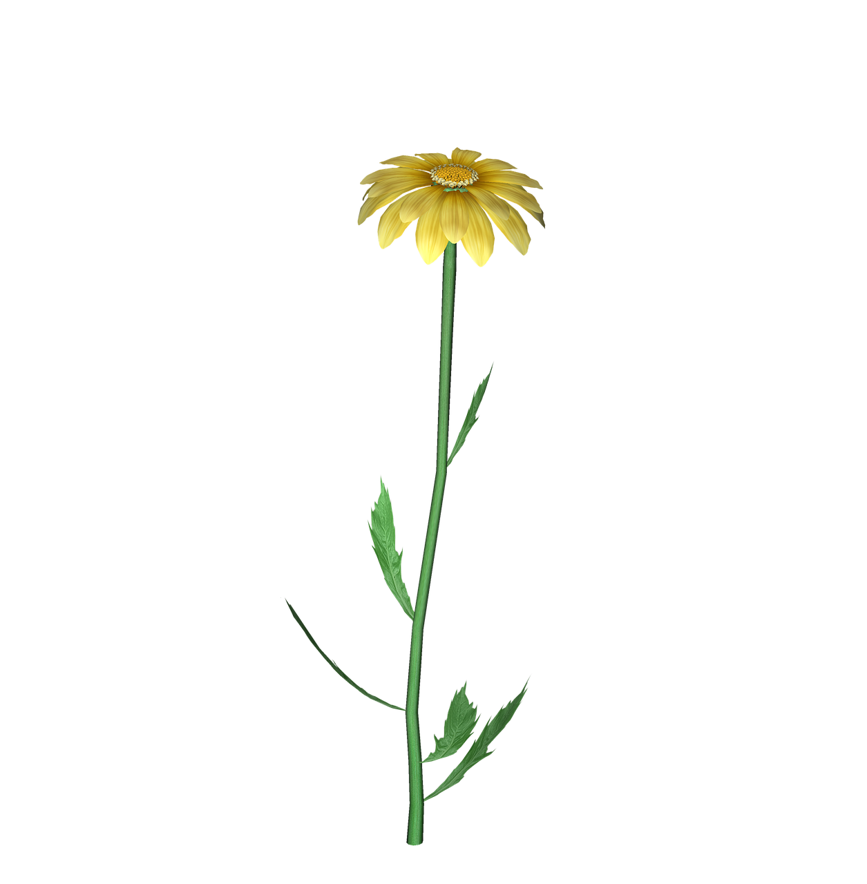 2 Free Daisyflowers Daisy Images Pixabay 2 Free Daisyflowers Daisy Images Pixabay