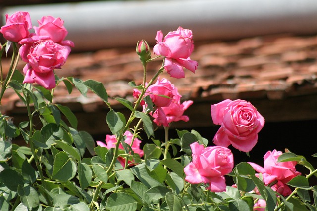 Rose Roses Pink - Free photo on Pixabay - Pixabay