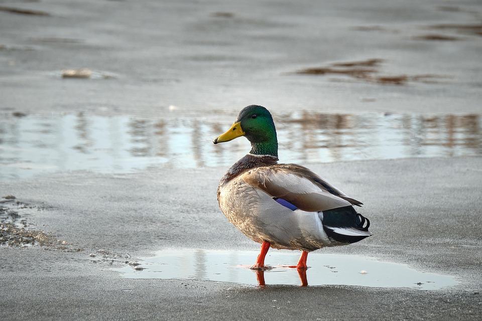 Pájaro Pato Real Ornitología - Foto gratis en Pixabay