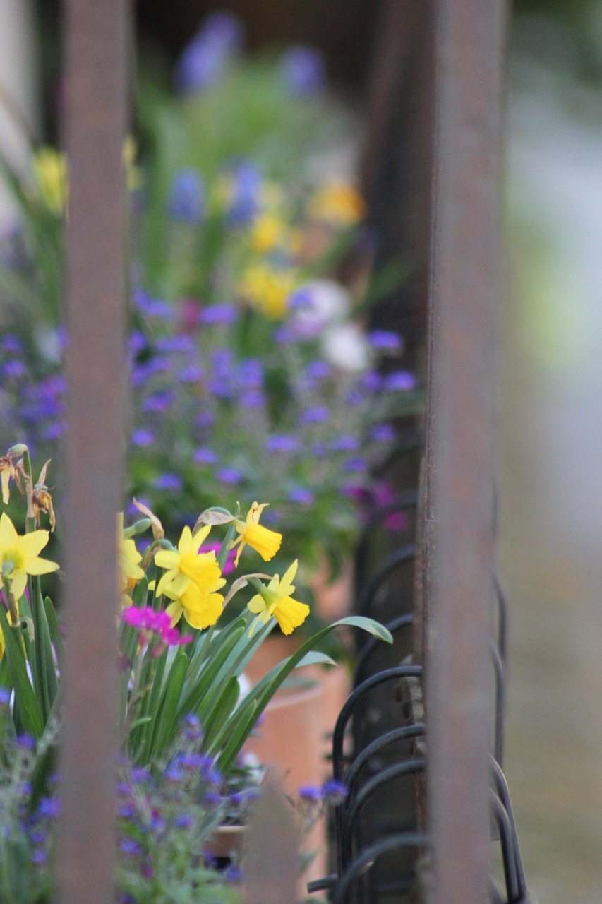 Narzissen Blumen Garten Gelbe - Kostenloses Foto auf Pixabay - Pixabay