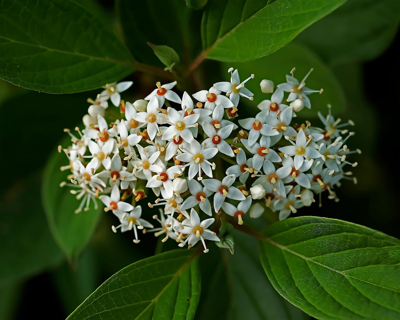 Witherod Viburnum Nudum - Free photo on Pixabay - Pixabay