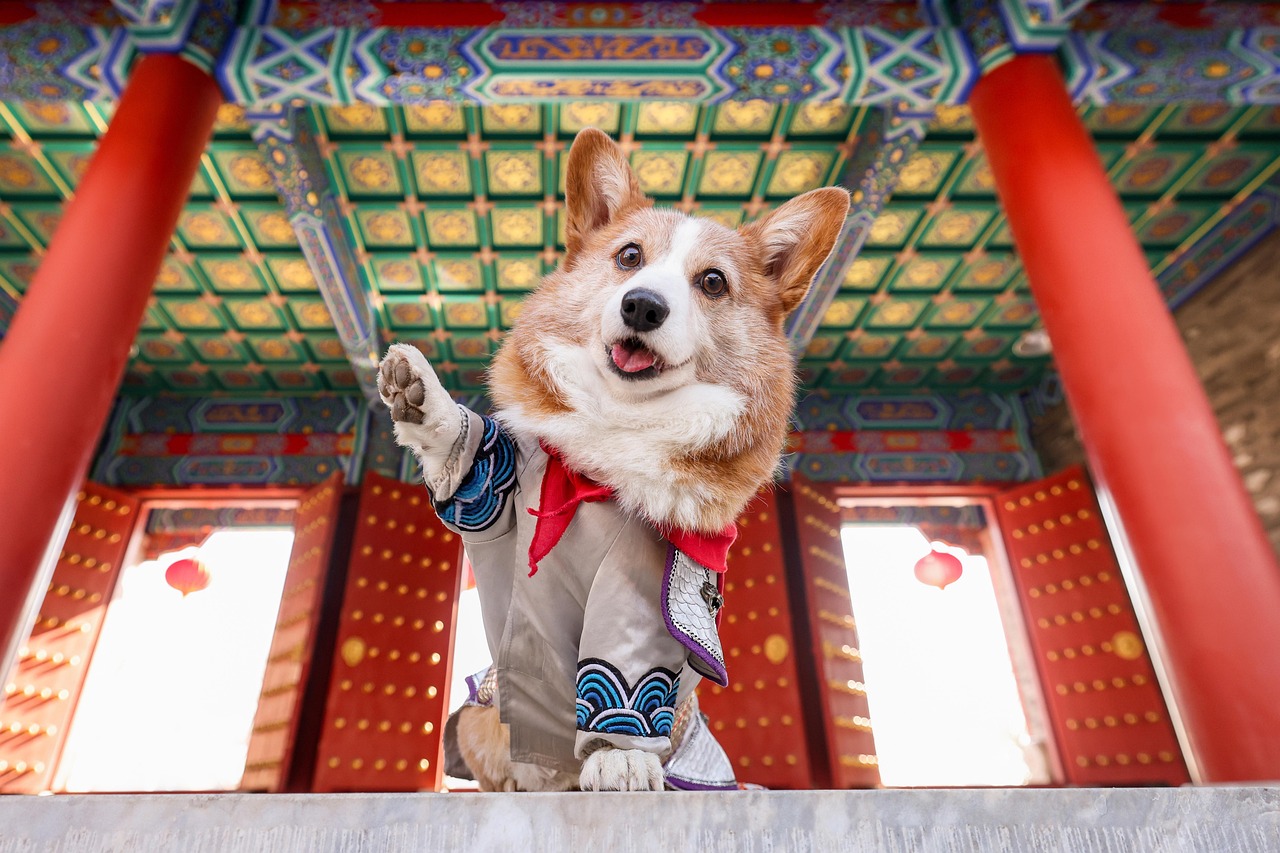 狗 柯基犬 宠物 - Pixabay上的免费照片 - Pixabay