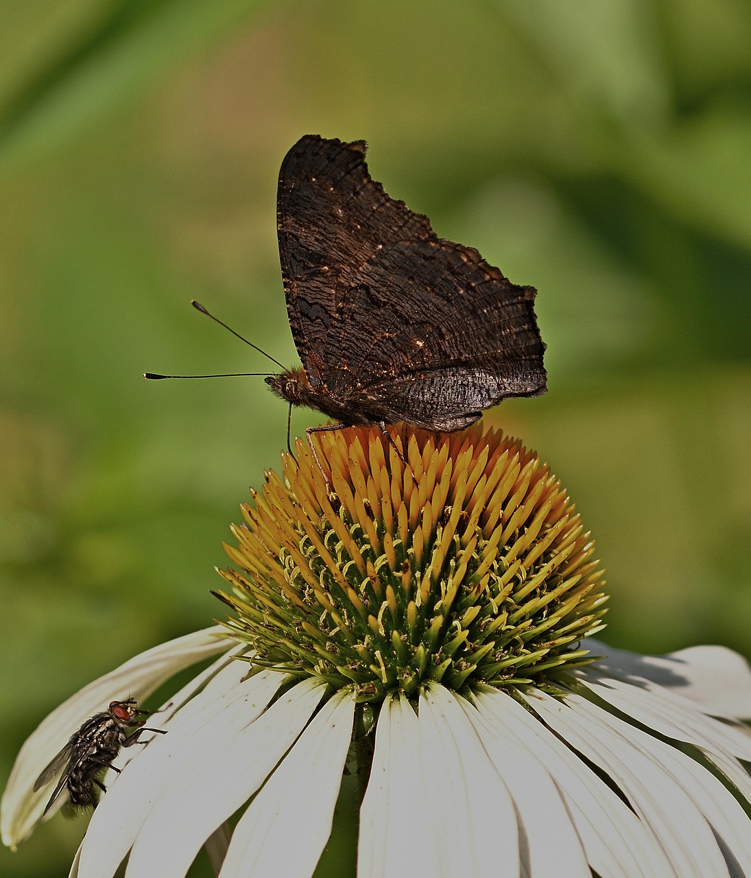 Butterfly Peacock Flower - Free photo on Pixabay - Pixabay