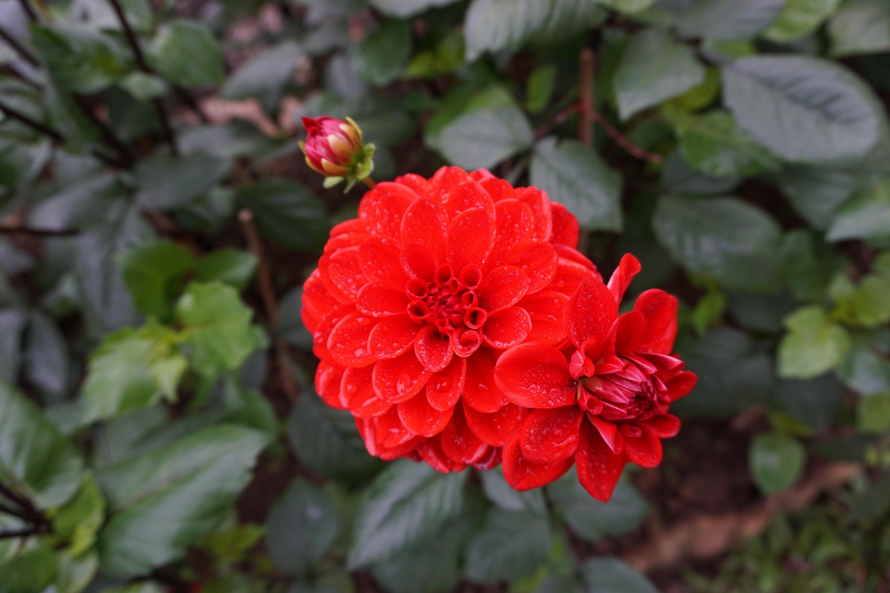 Dahlias Fleurs Rouges - Photo gratuite sur Pixabay - Pixabay