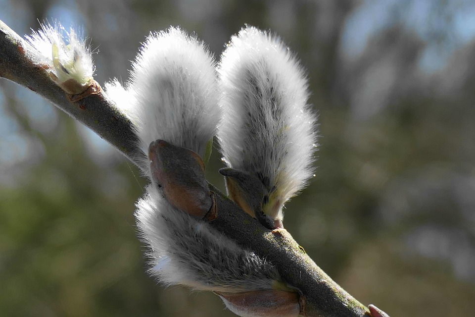 Sal-Willow Willow Plant - Free photo on Pixabay
