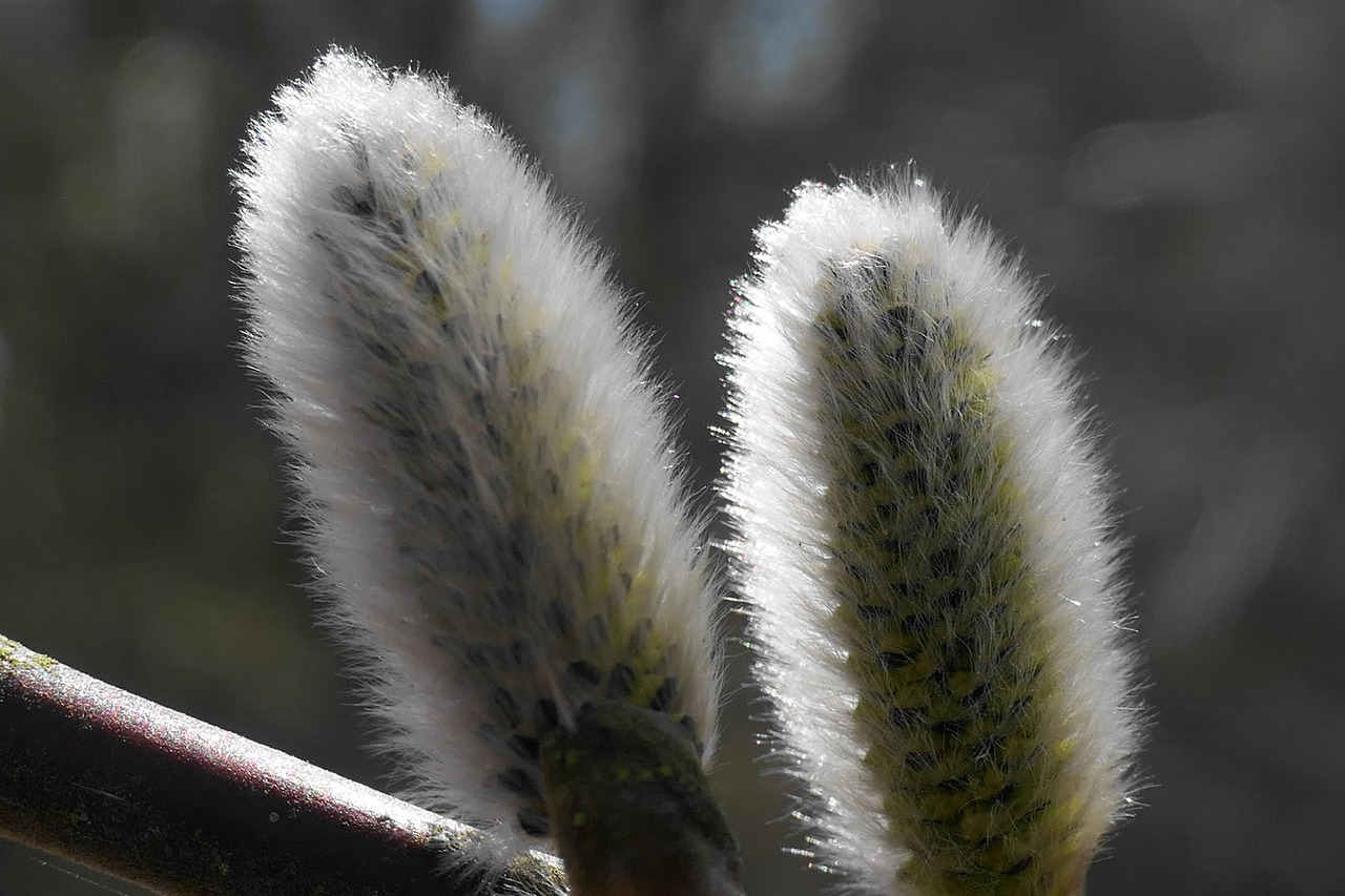 Sal-Willow Willow Plant - Free photo on Pixabay