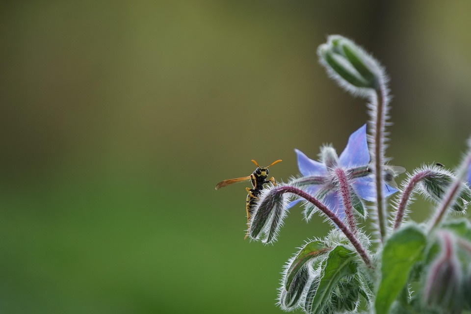 Insect Wasp Pollination - Free photo on Pixabay