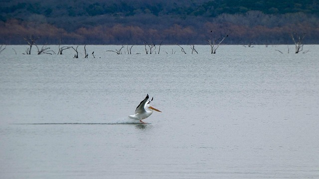 Pelican River Bird - Free photo on Pixabay