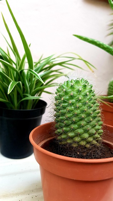 Plantelor Cactus Suculent - Fotografie gratuită pe Pixabay - Pixabay