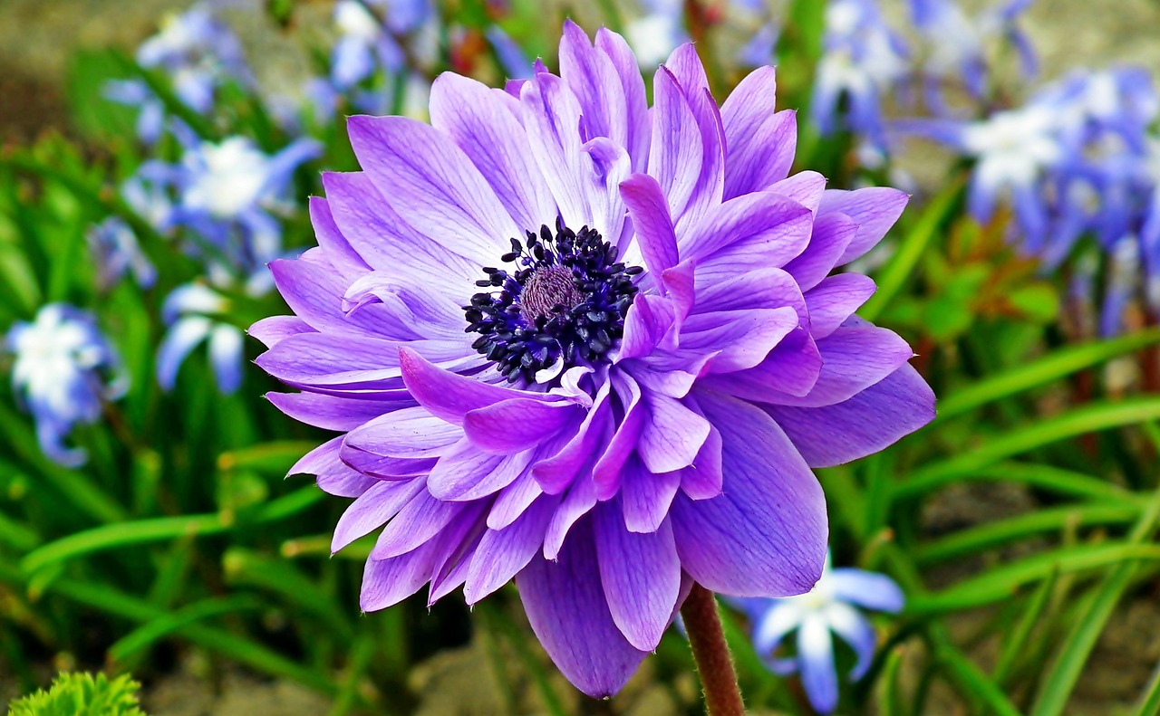 Anemone Flower Garden Purple - Free photo on Pixabay - Pixabay