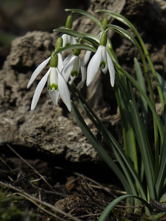 Perce-Neige Fleurs Blanches Le - Photo gratuite sur Pixabay - Pixabay