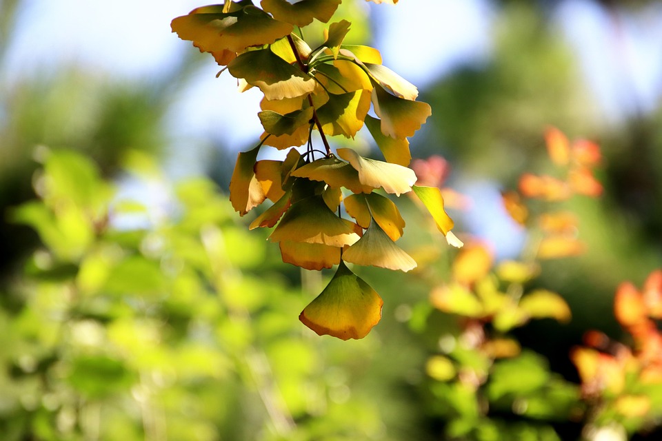 Hojas De Gingko Sale Follaje - Foto gratis en Pixabay - Pixabay