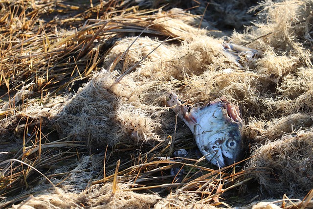 Dead Fish Pollution - Free photo on Pixabay - Pixabay