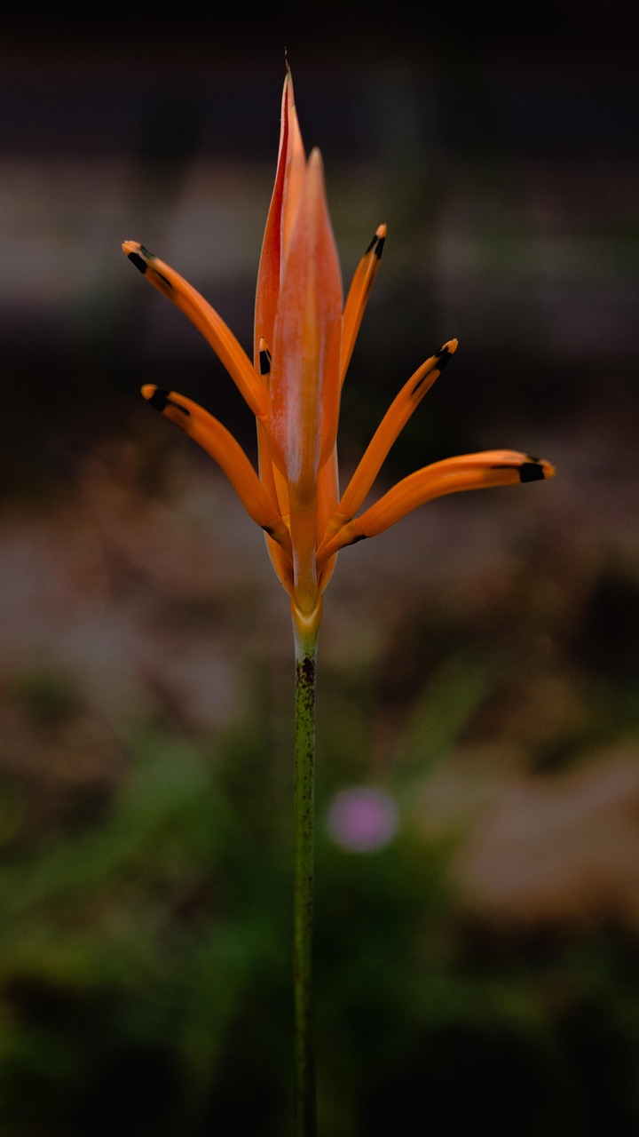Heliconia Psittacorum Flor Planta - Foto gratis en Pixabay - Pixabay