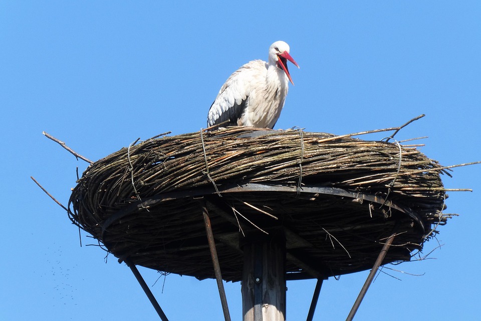Storch Nest Storchennest - Kostenloses Foto auf Pixabay