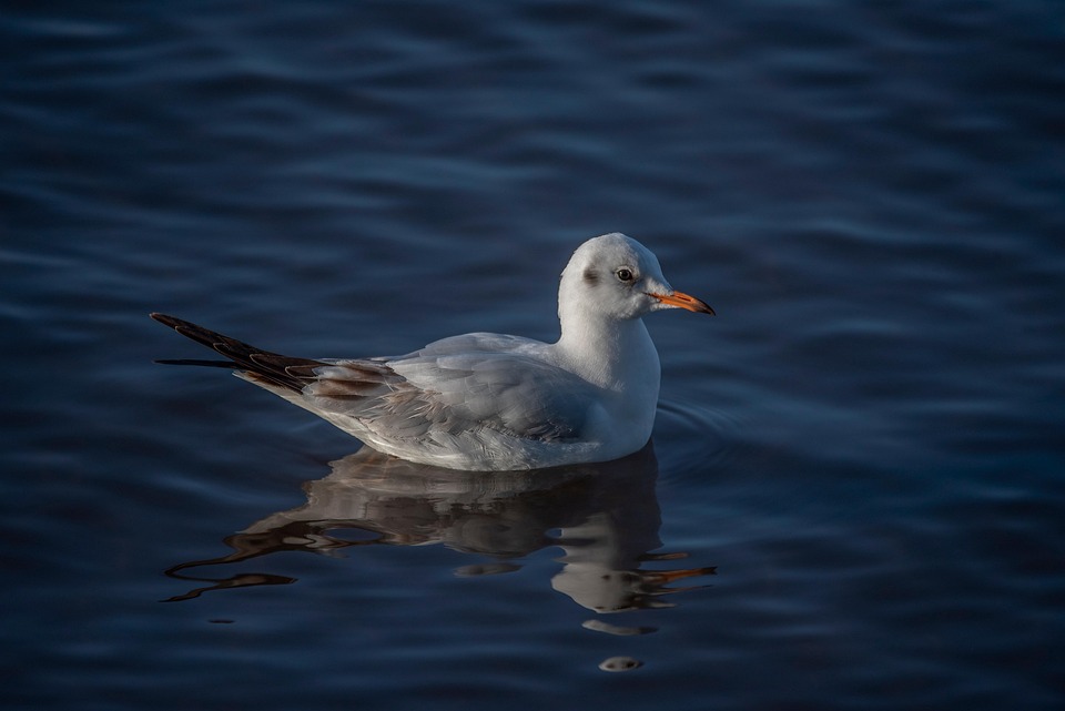 Black-Headed Gull Bird - Free photo on Pixabay - Pixabay