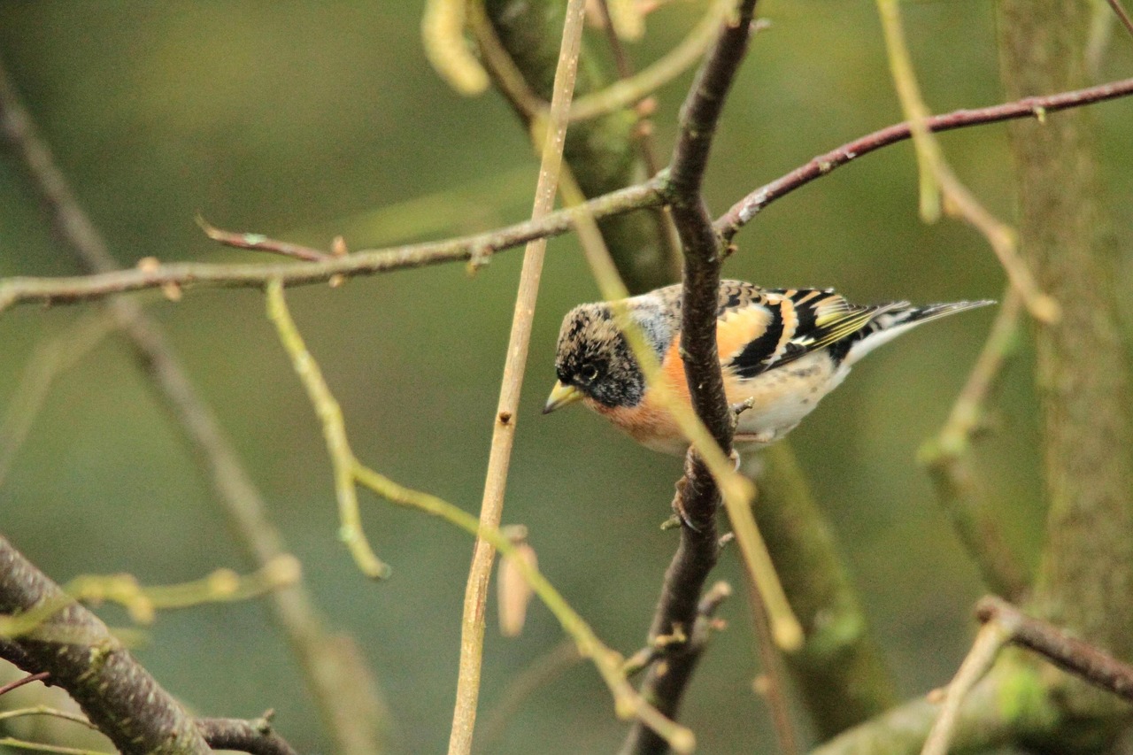 Bird Northern Chaffinch Feathers - Free photo on Pixabay - Pixabay