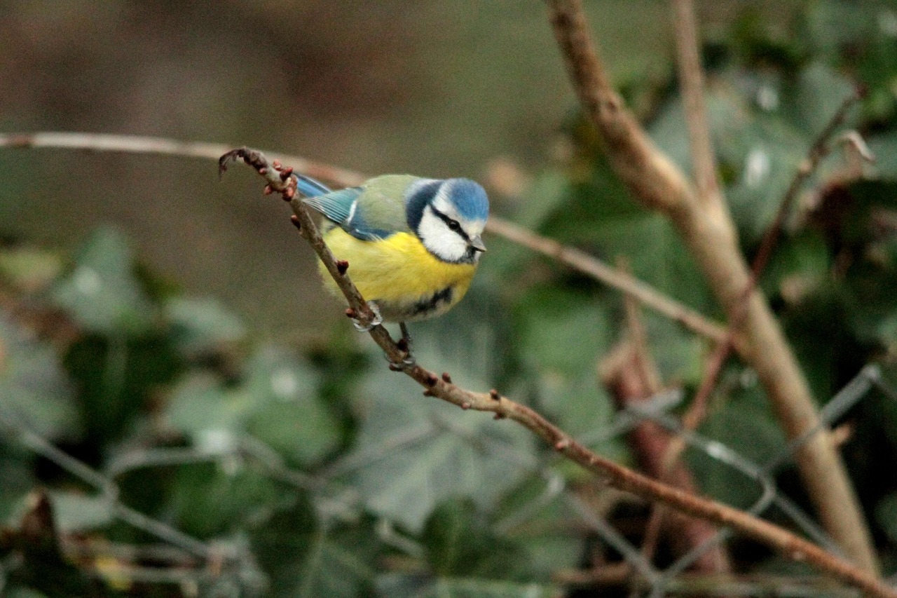 Blue Tit Bird Fauna - Free photo on Pixabay - Pixabay