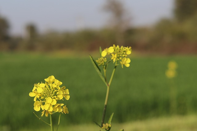 Bunga Canola Padang Rumput - Foto gratis di Pixabay - Pixabay
