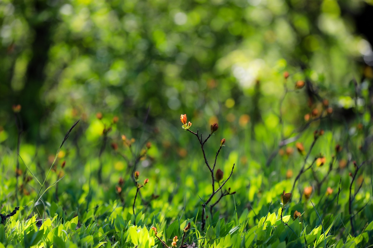 Undergrowth Plants