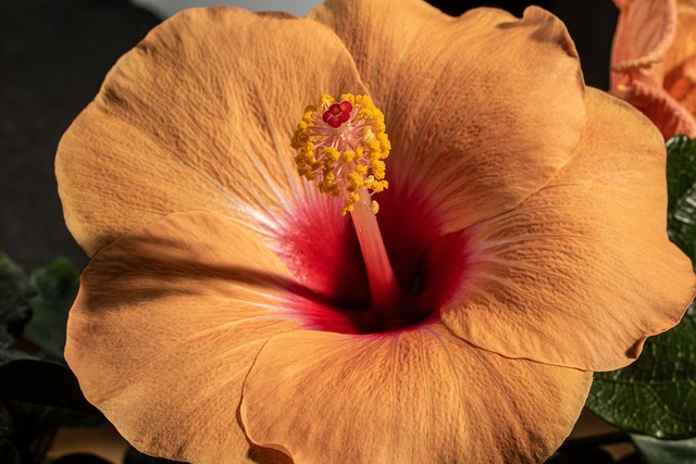 Hibiscus Flower Plant - Free photo on Pixabay