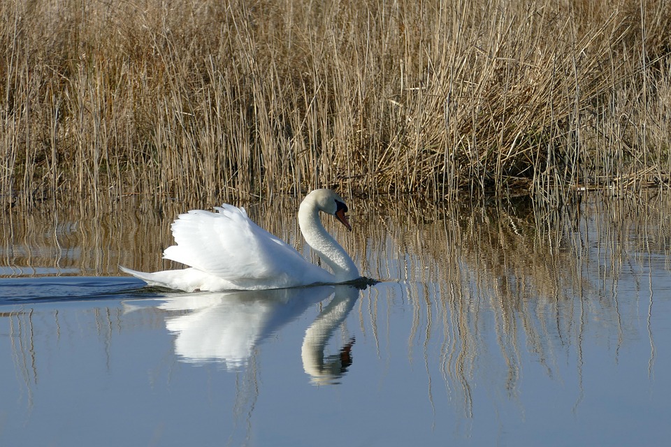 Mute Swan Cygnus Bird - Free photo on Pixabay